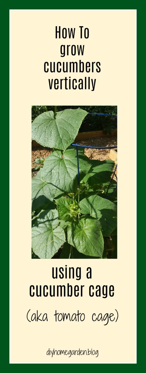 Growing Cucumbers on a Cucumber Cage | diyhomegarden.blog
