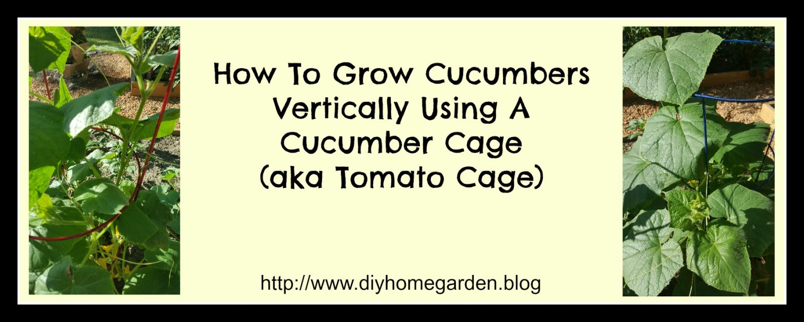 Growing Cucumbers on a Cucumber Cage | diyhomegarden.blog