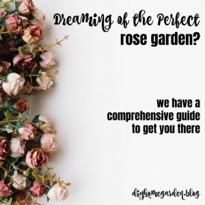 Dreaming of the Perfect Rose Garden? | diyhomegarden