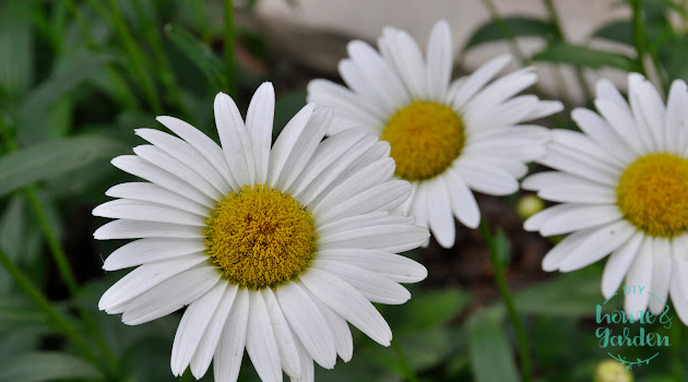Shasta Daisy Flowers: An Easy Growing Guide for Every Gardener