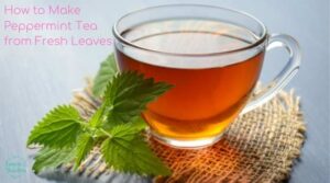 How to Make Peppermint Tea From Fresh Leaves | DIY Home Garden