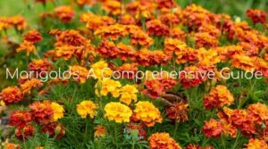 Marigold: A Comprehensive Guide to Planting and Caring for These ...