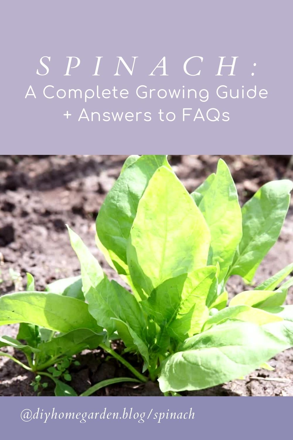 Spinach: A Complete Growing Guide and Answers to FAQs