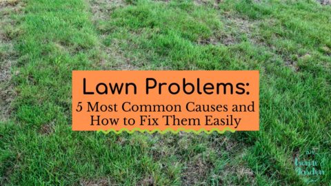 Lawn Problems: 5 Most Common Causes and How to Fix Them Easily