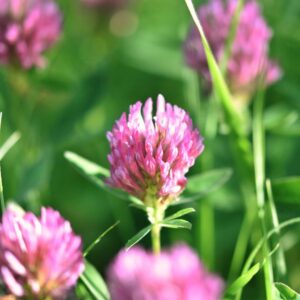Red Clover: Surprising science-backed health benefits | DIY Home Garden