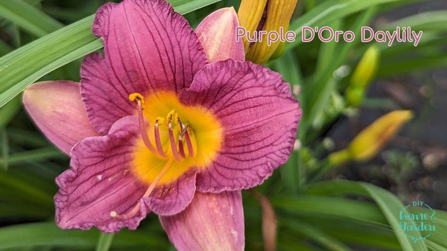 Are daylilies invasive? Here's what you need to know | DIY Home Garden