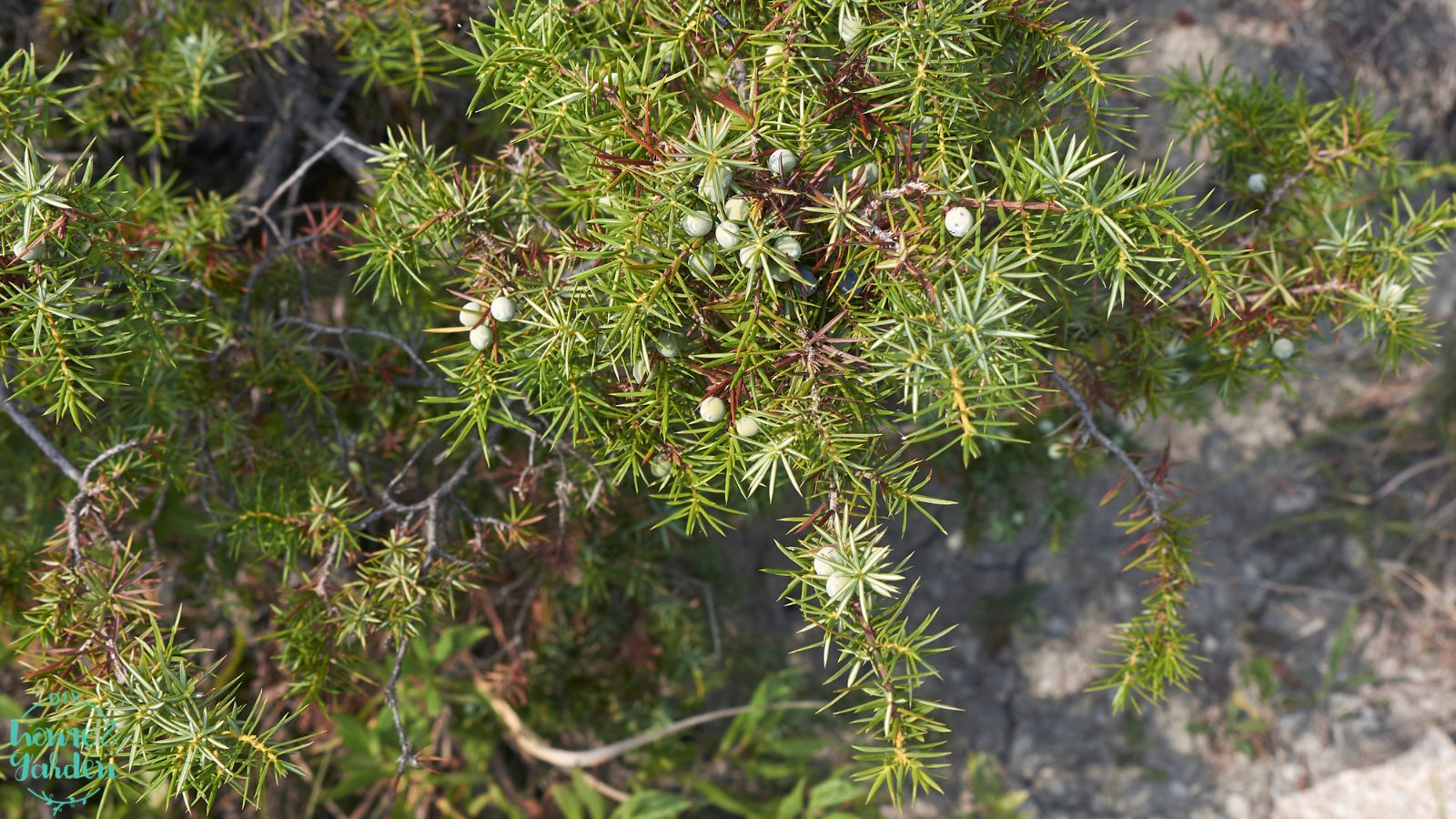 Juniper: Ultimate Planting and Care Guide (2024) | DIY Home Garden