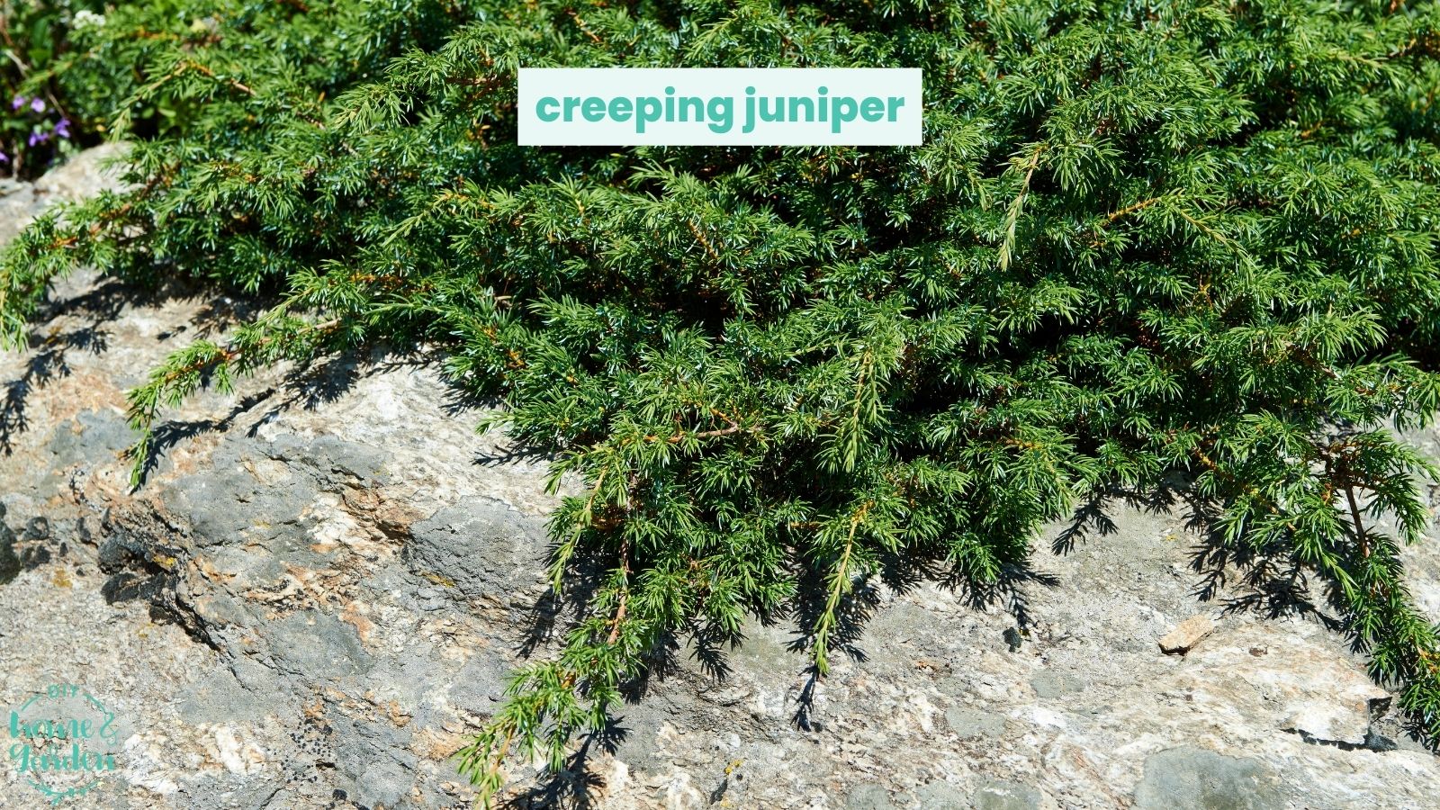 Juniper: Ultimate Planting and Care Guide (2024) | DIY Home Garden