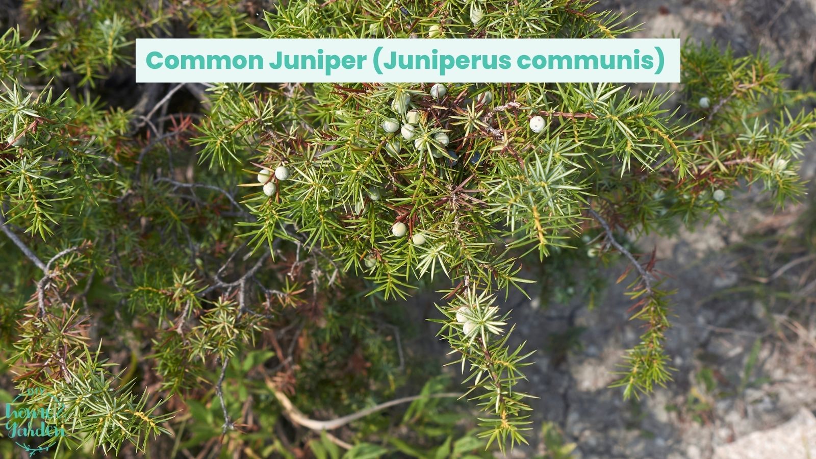 Juniper: Ultimate Planting and Care Guide (2024) | DIY Home Garden