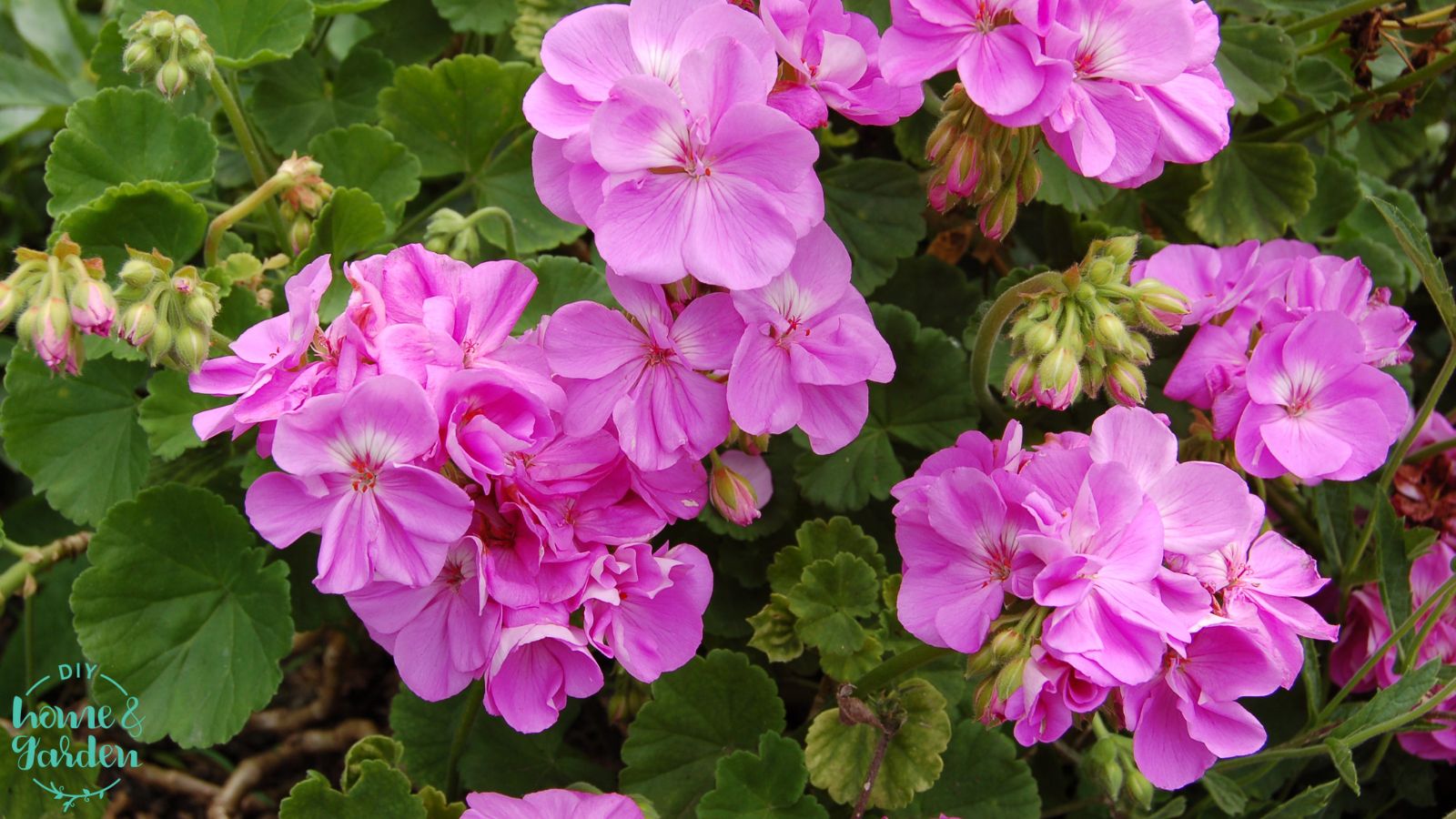 Geraniums: Annual or perennial explained by garden expert | DIY Home Garden